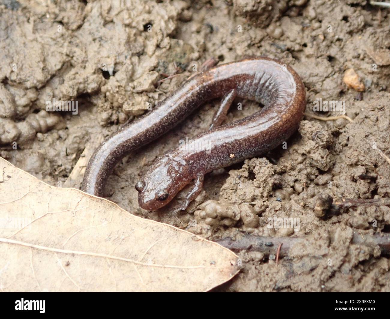 Eastern Red-backed Salamander (Plethodon cinereus) Amphibia Stock Photo ...