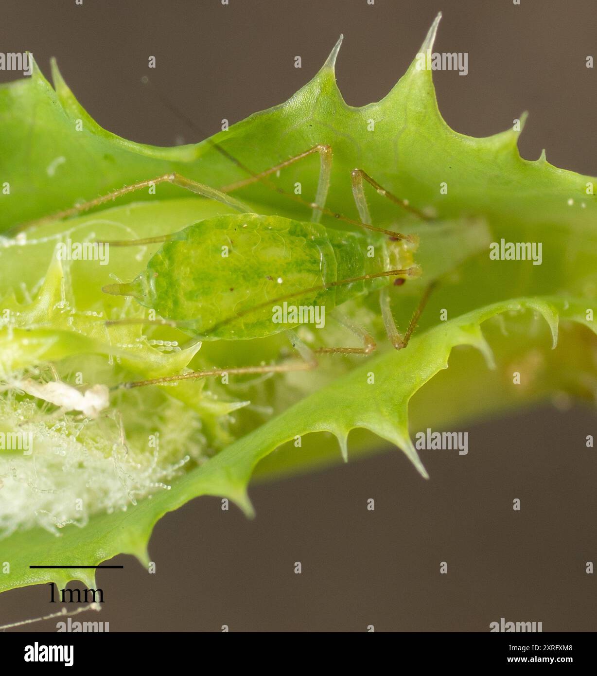 Potato Aphid (Macrosiphum euphorbiae) Insecta Stock Photo - Alamy