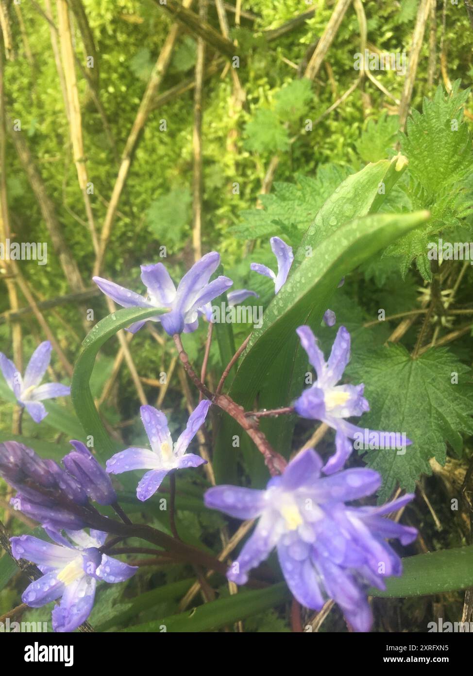 Forbes' Glory-of-the-snow (Scilla forbesii) Plantae Stock Photo - Alamy