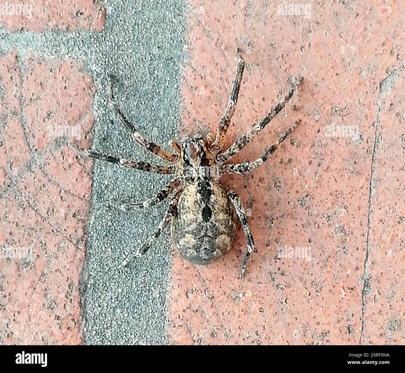 Mediterranean Spiny False Wolf Spider (Zoropsis spinimana) Arachnida ...