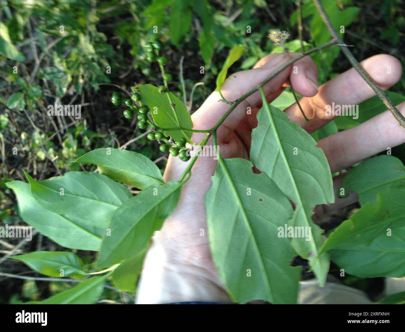 Myriopus rubicundus hi-res stock photography and images - Alamy