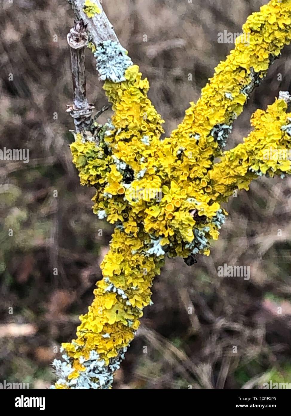Common Sunburst Lichen (Xanthoria parietina) Fungi Stock Photo - Alamy