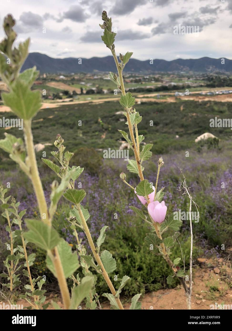 bushmallows (Malacothamnus) Plantae Stock Photo - Alamy