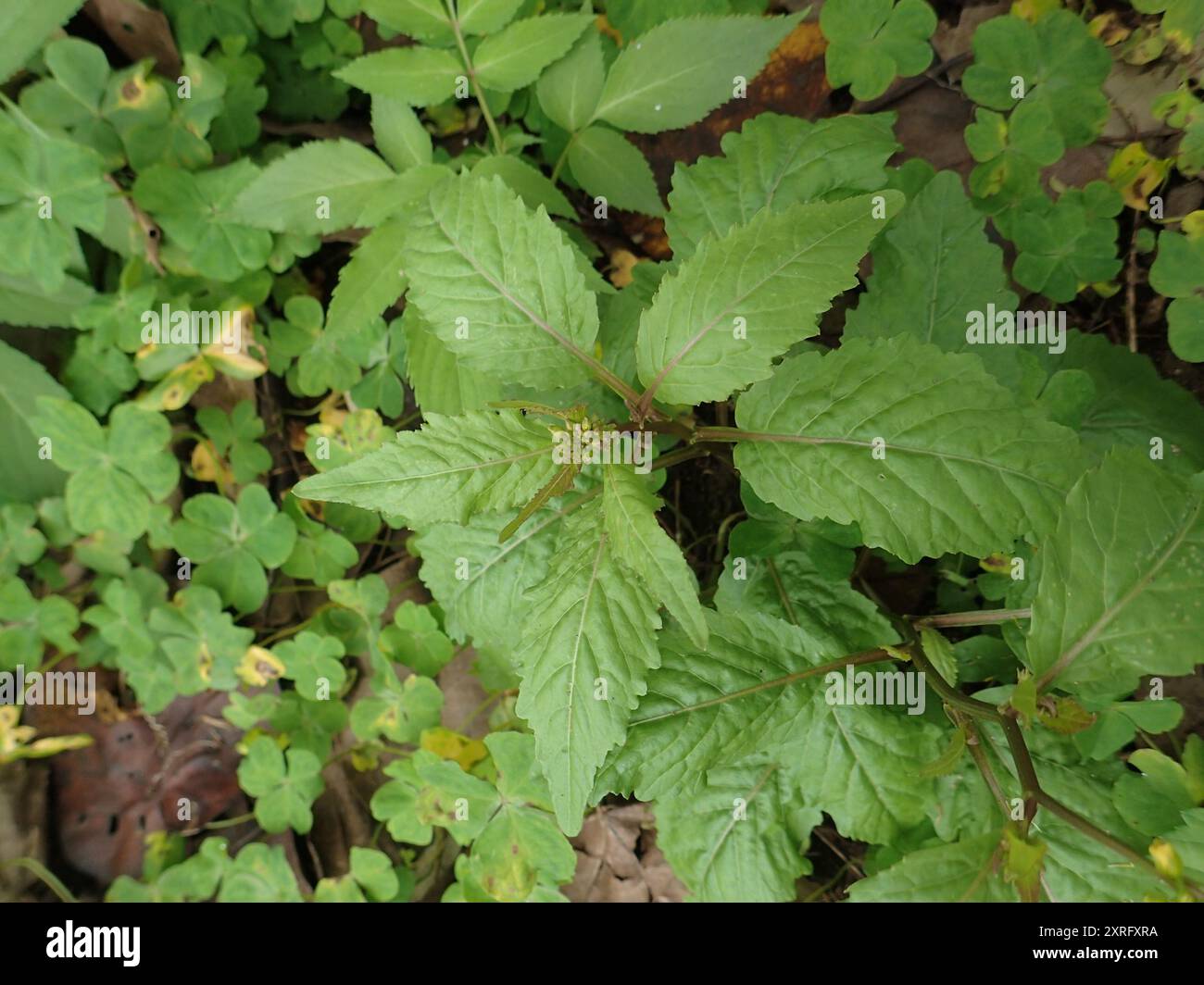 Diverse-leaf Yellowcress (Rorippa indica) Plantae Stock Photo - Alamy