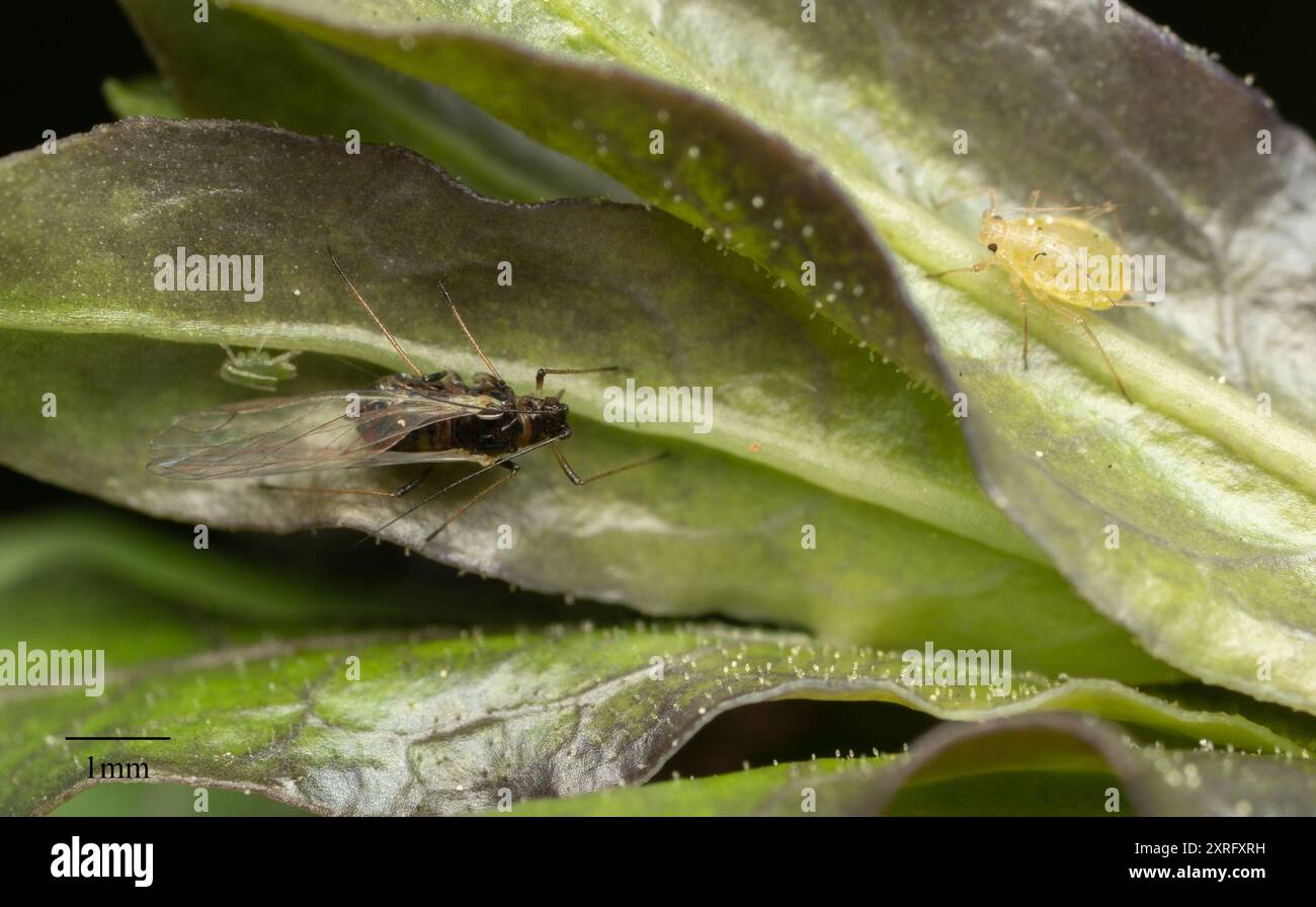 Green Peach Aphid (Myzus persicae) Insecta Stock Photo - Alamy