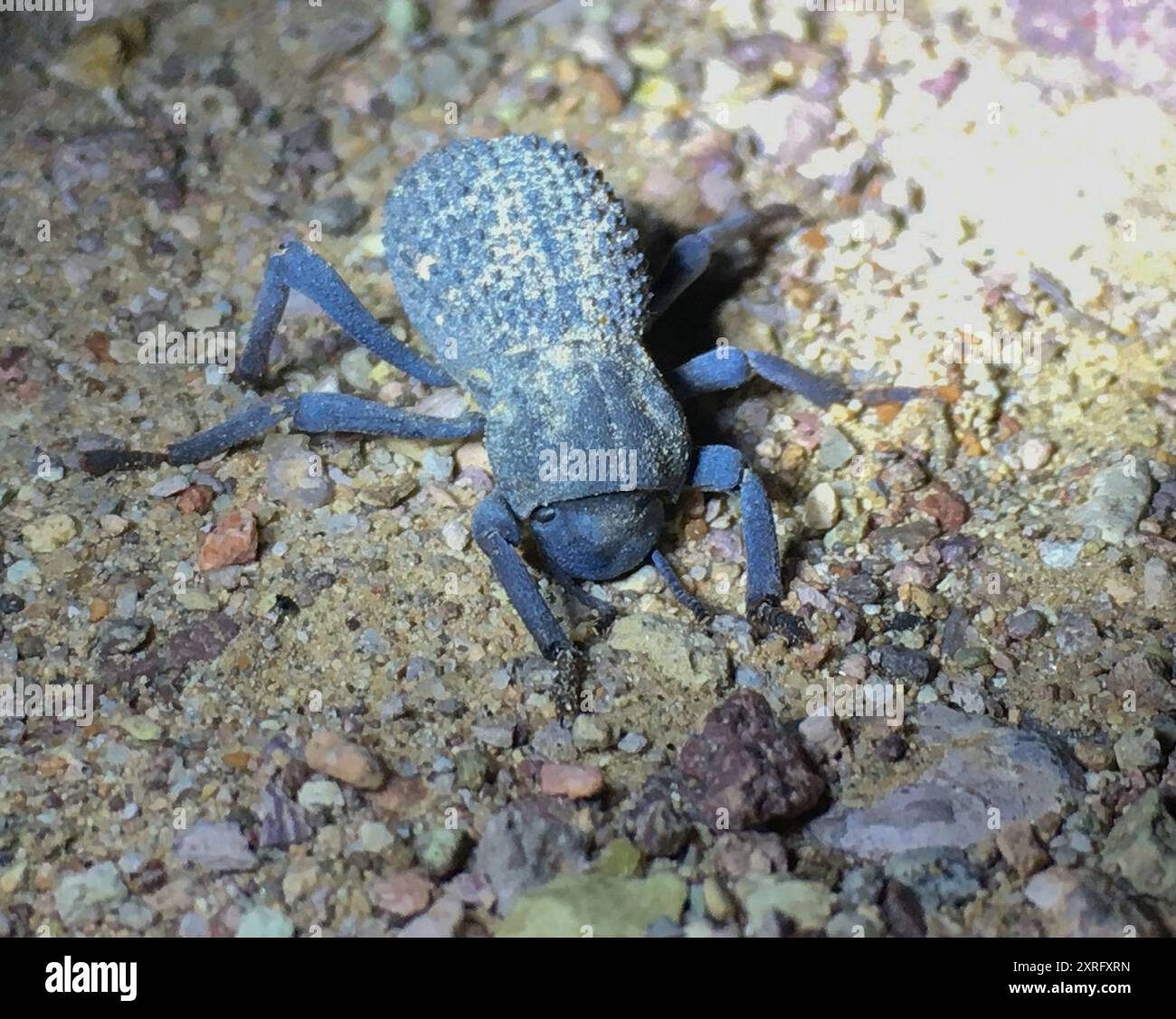 Desert ironclad beetle hi-res stock photography and images - Alamy