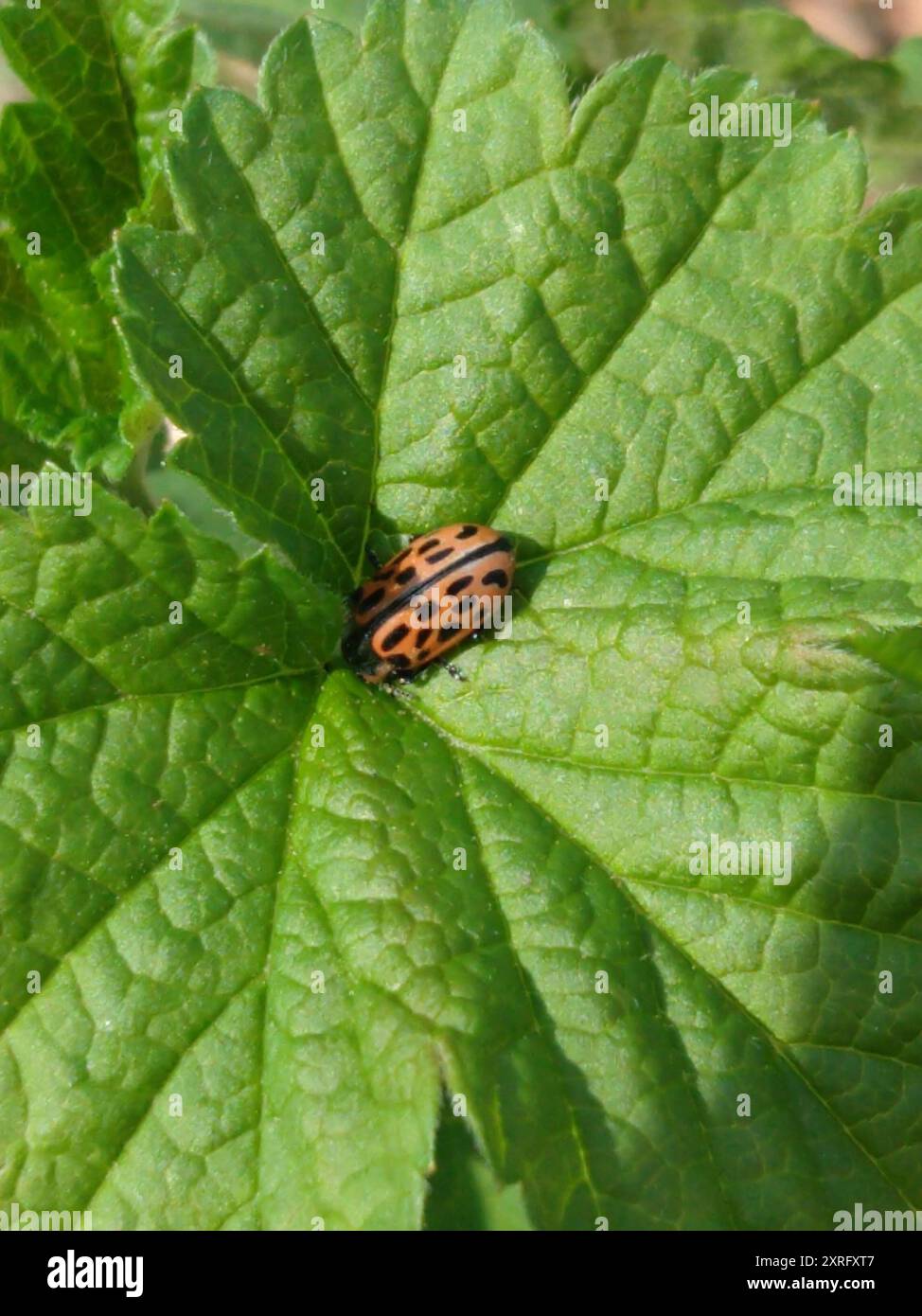 Spotted Willow Leaf Beetle (Chrysomela vigintipunctata) Insecta Stock ...