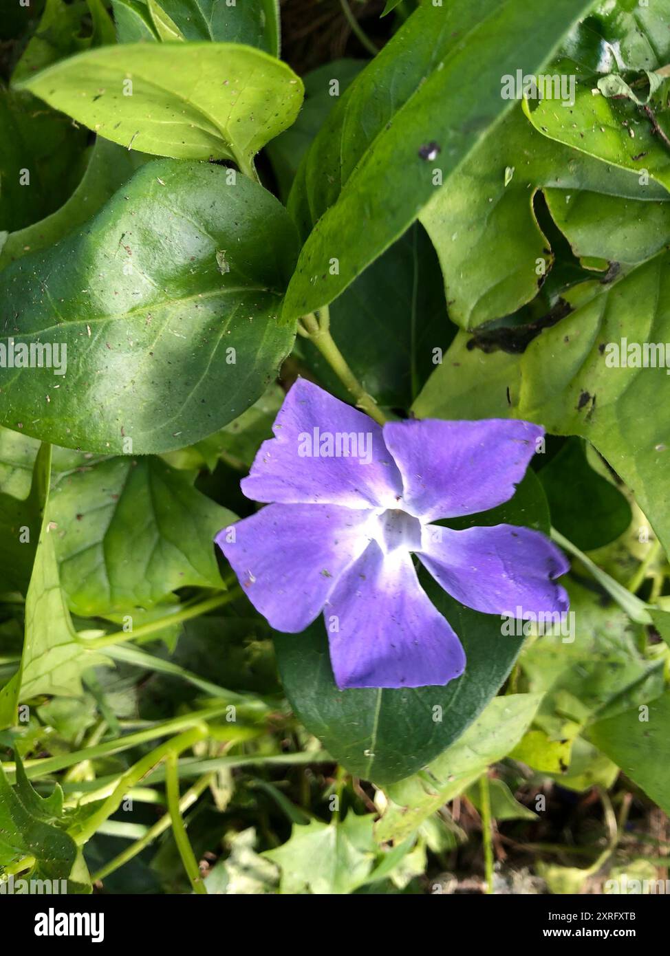 greater periwinkle (Vinca major) Plantae Stock Photo - Alamy