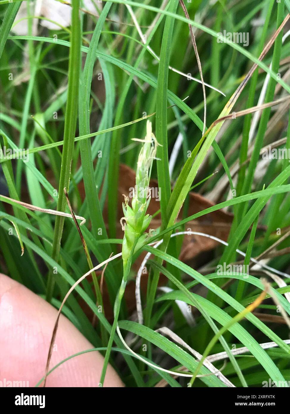 Carex sect. Paniceae (Paniceae) Plantae Stock Photo - Alamy
