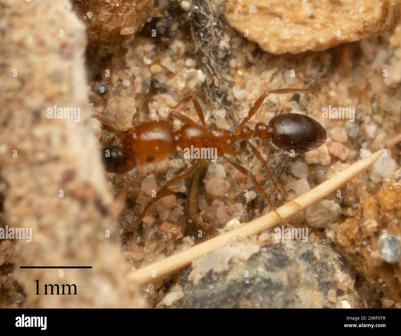Southern Fire Ant (Solenopsis xyloni) Insecta Stock Photo - Alamy