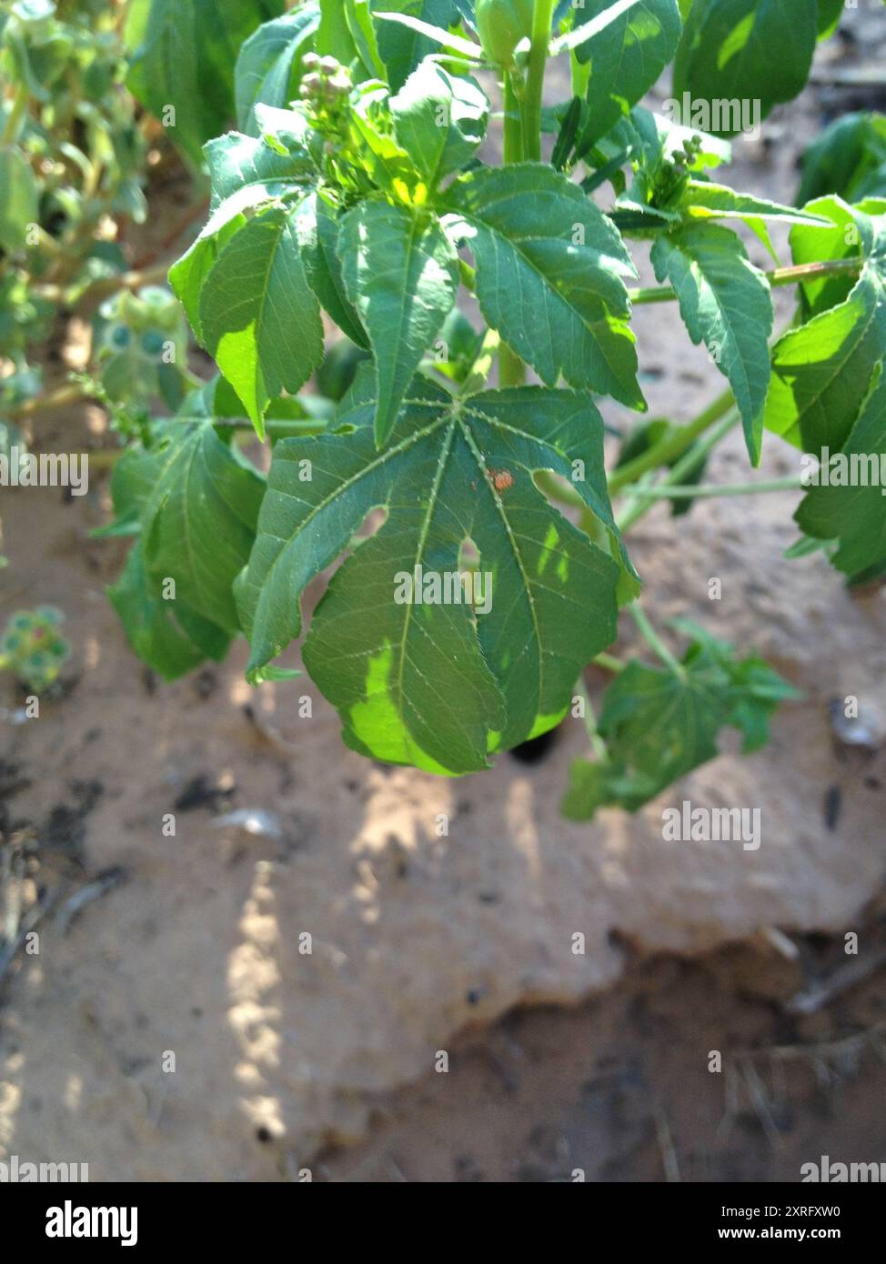 Lobed Croton (Astraea lobata) Plantae Stock Photo - Alamy