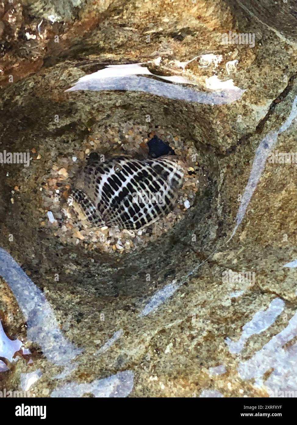 Spotted Unicorn (Acanthinucella punctulata) Mollusca Stock Photo - Alamy