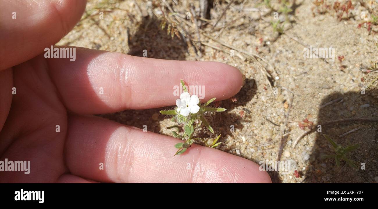 Rusty Popcornflower (Plagiobothrys nothofulvus) Plantae Stock Photo - Alamy