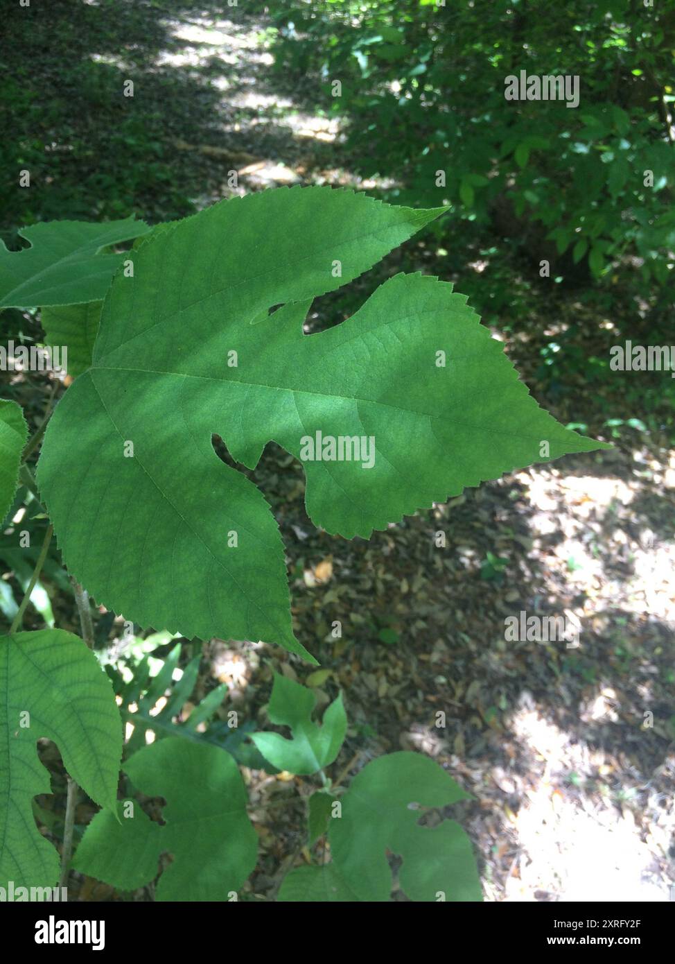 Paper mulberry (Broussonetia papyrifera) Plantae Stock Photo - Alamy