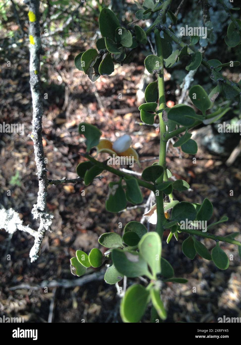 (Maytenus spinosa) Plantae Stock Photo - Alamy