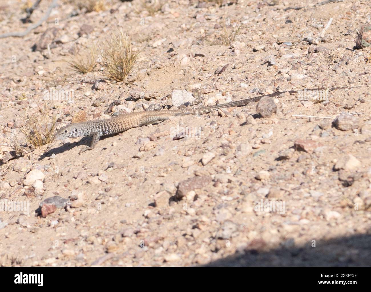 Western Whiptail (Aspidoscelis tigris) Reptilia Stock Photo - Alamy