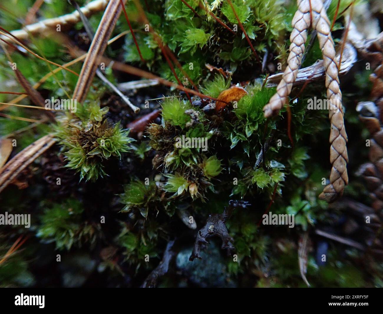 Capillary Thread-moss (Ptychostomum capillare) Plantae Stock Photo - Alamy