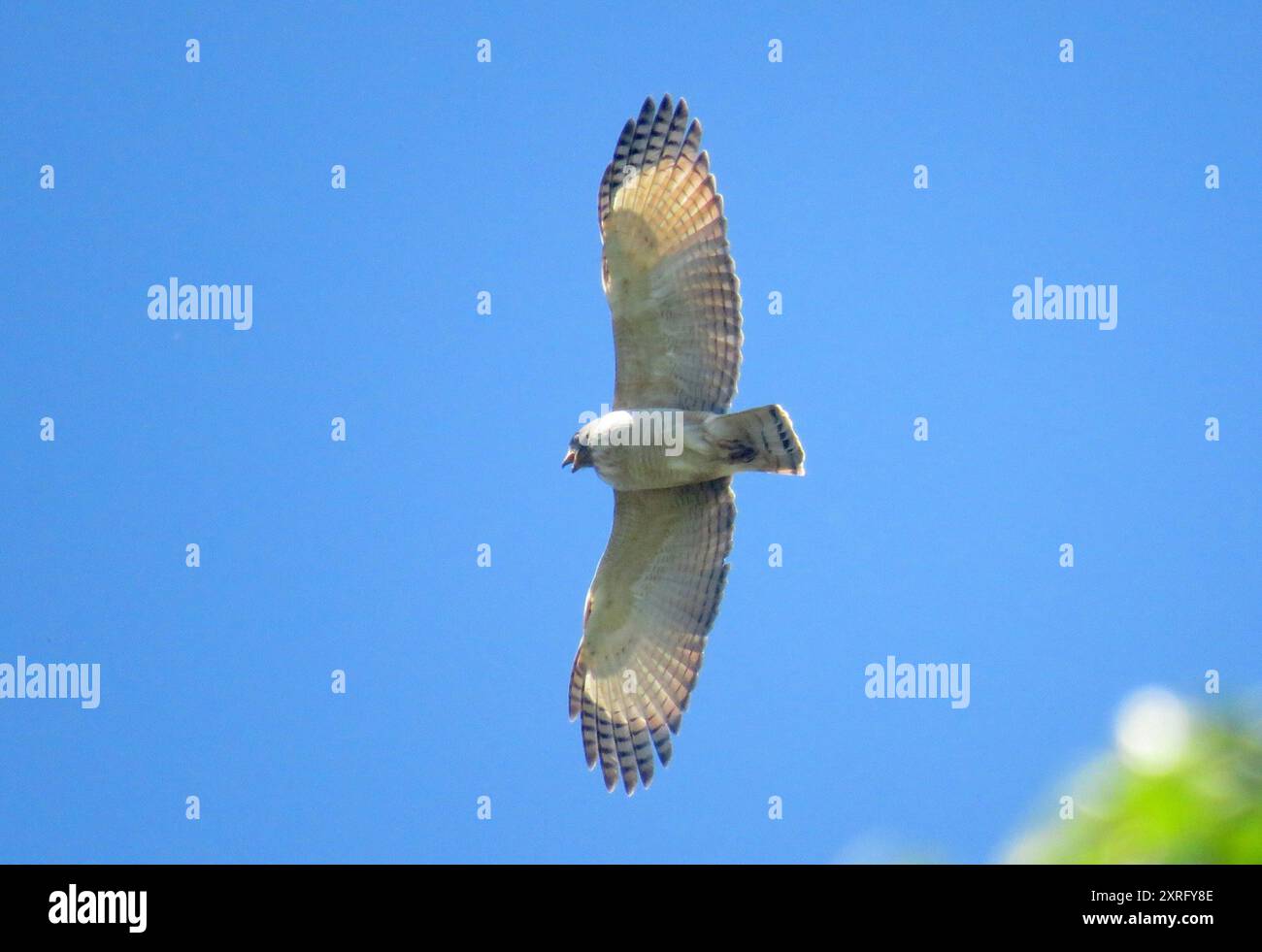 Roadside Hawk (Rupornis magnirostris) Aves Stock Photo - Alamy