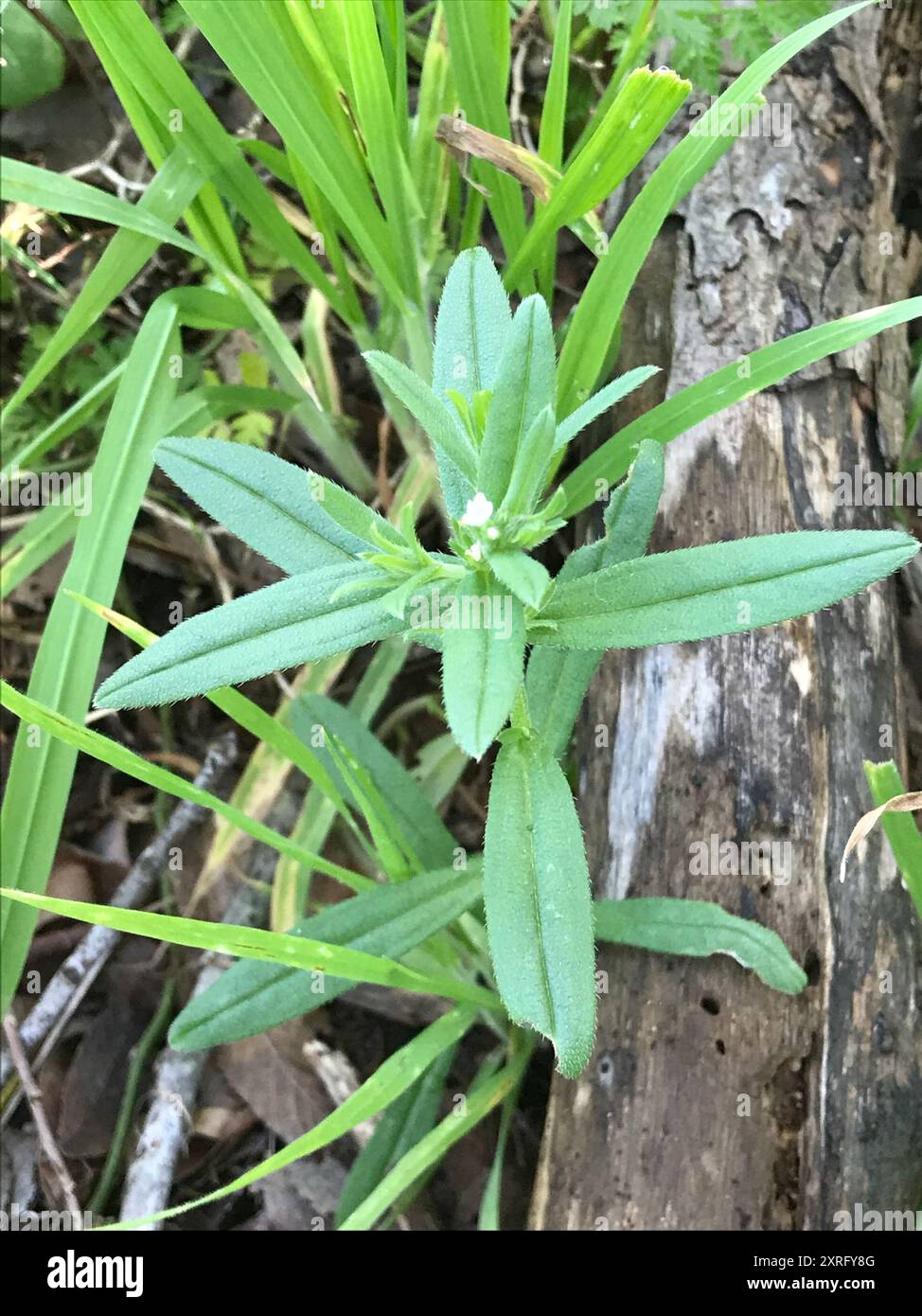 corn gromwell (Buglossoides arvensis) Plantae Stock Photo - Alamy