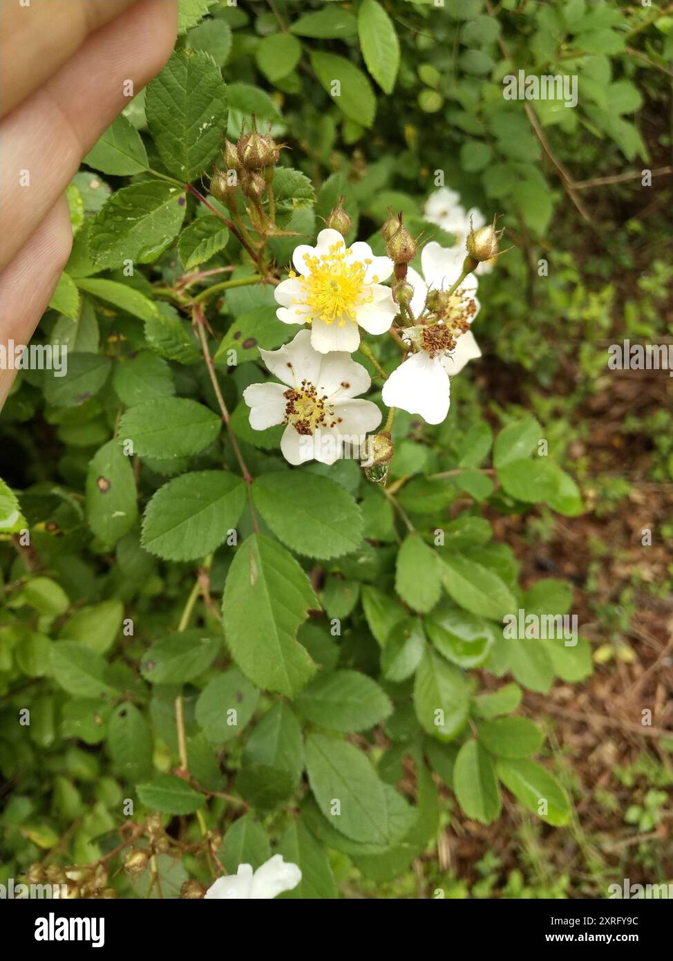 multiflora rose (Rosa multiflora) Plantae Stock Photo - Alamy