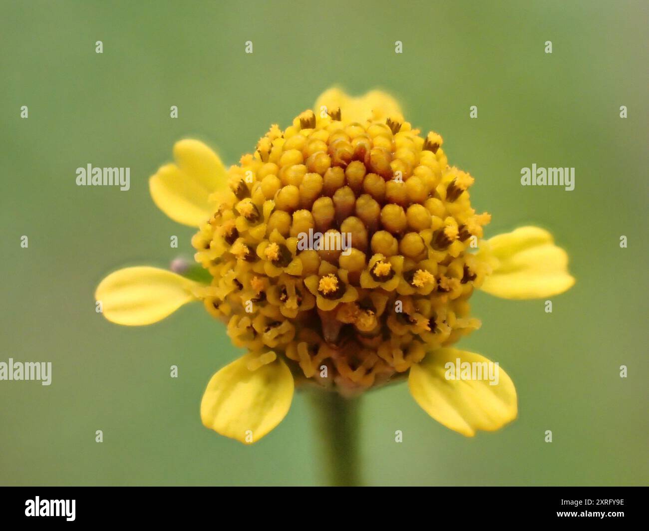 marsh para cress (Acmella uliginosa) Plantae Stock Photo - Alamy