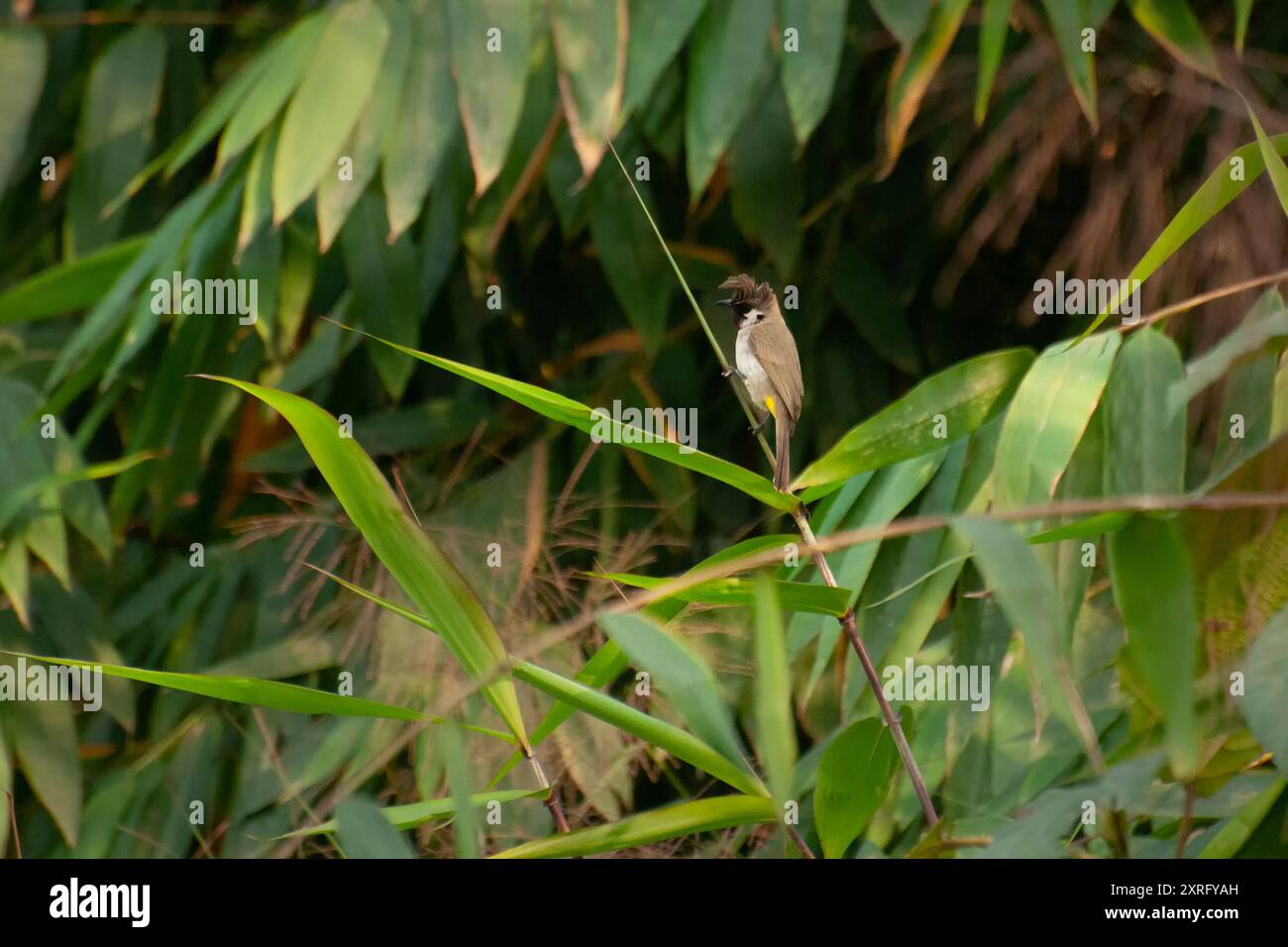 The Himalayan bulbul bird, Pycnonotus leucogenys, or white-cheeked ...