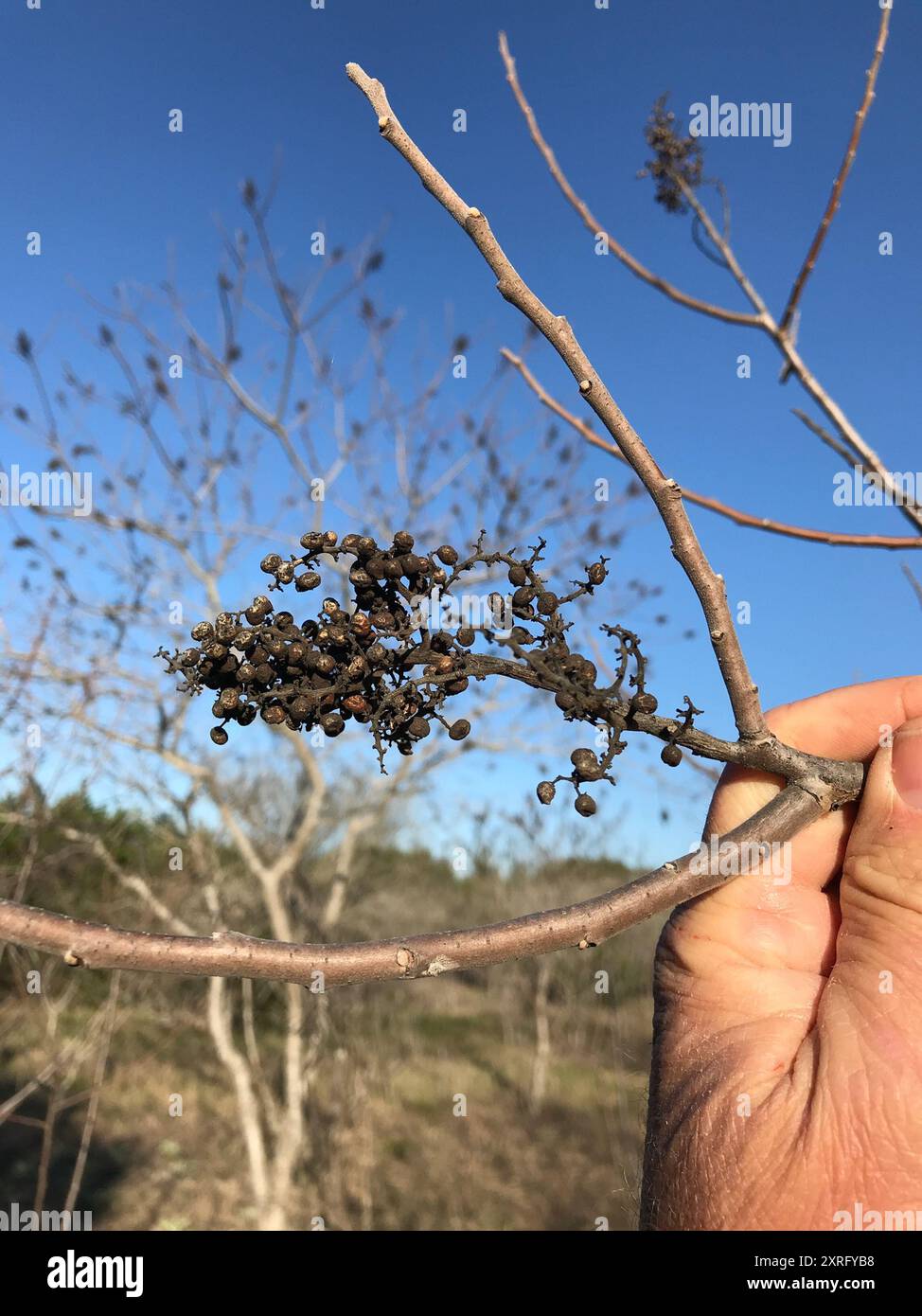 Prairie flameleaf sumac (Rhus lanceolata) Plantae Stock Photo - Alamy