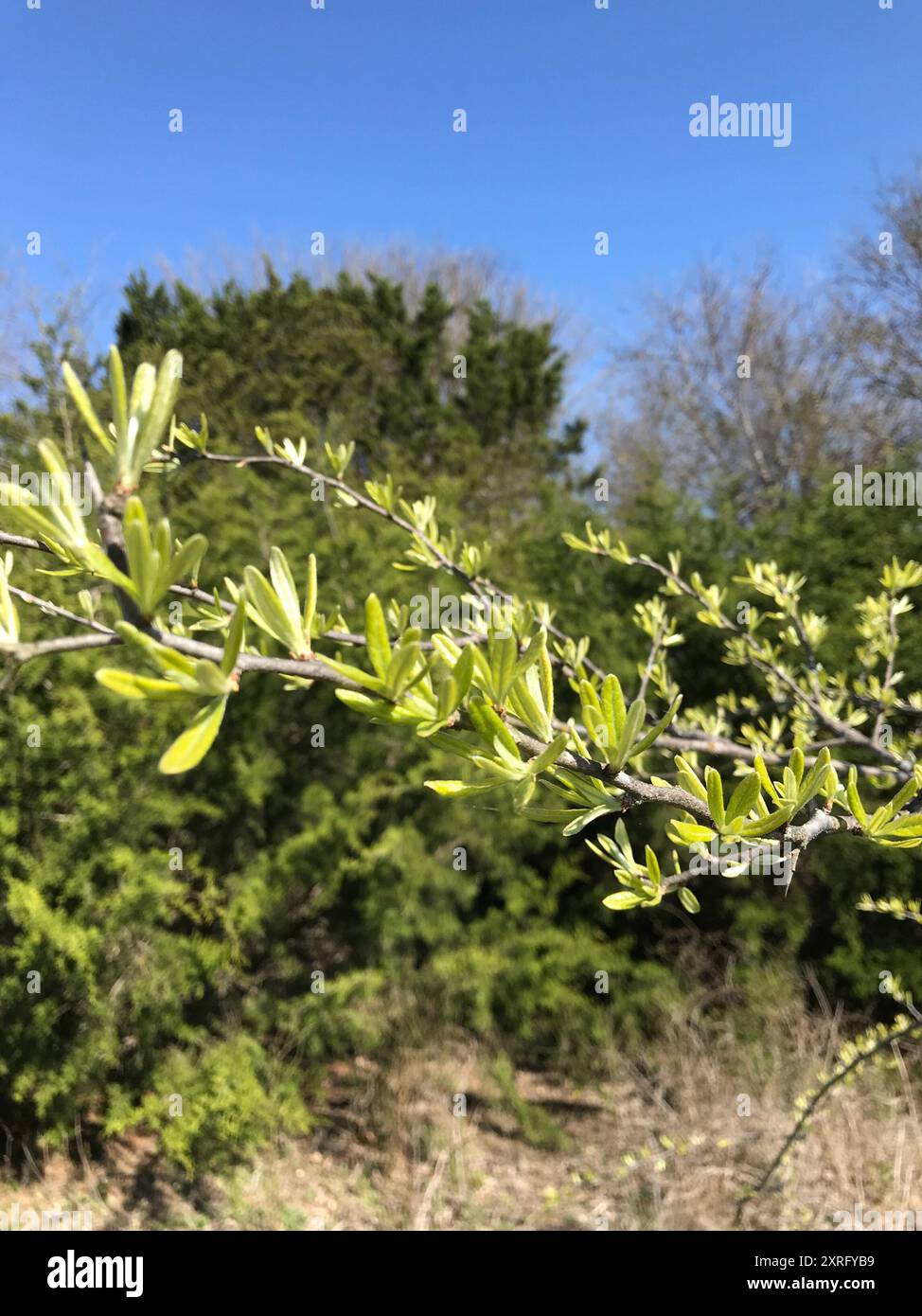 Gum bumelia (Sideroxylon lanuginosum) Plantae Stock Photo - Alamy