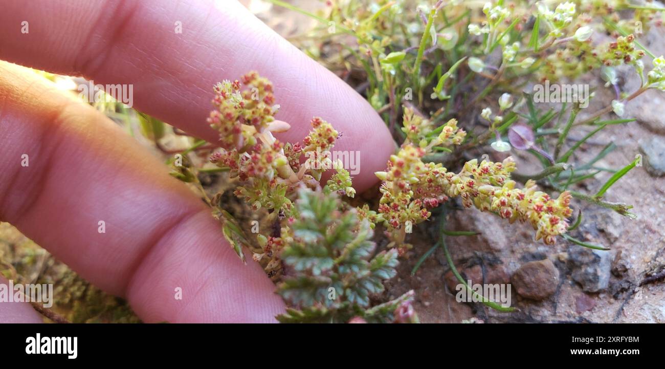 sand pygmyweed (Crassula connata) Plantae Stock Photo - Alamy