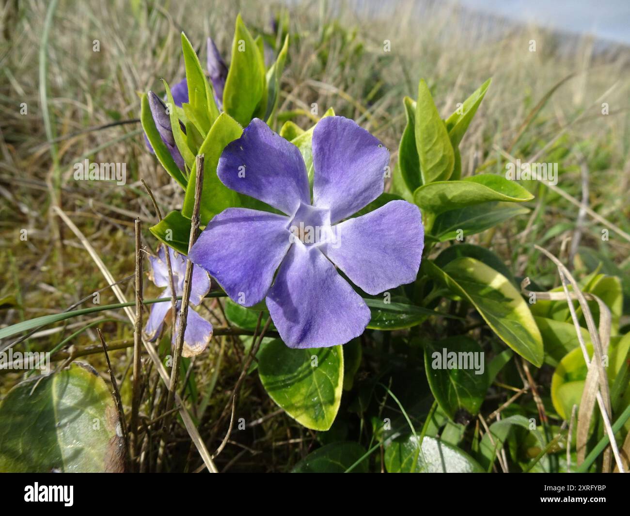 greater periwinkle (Vinca major) Plantae Stock Photo - Alamy