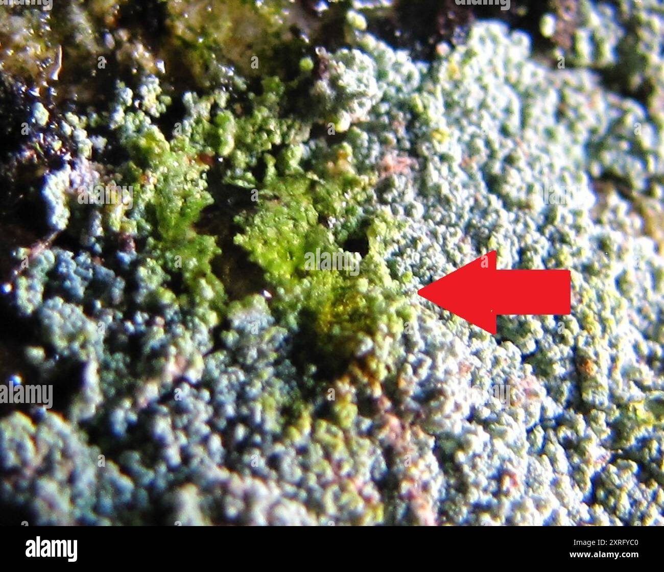 Fluffy Dust Lichen (Lepraria finkii) Fungi Stock Photo - Alamy