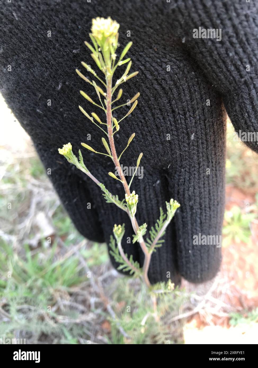 Western Tansymustard (Descurainia pinnata) Plantae Stock Photo - Alamy