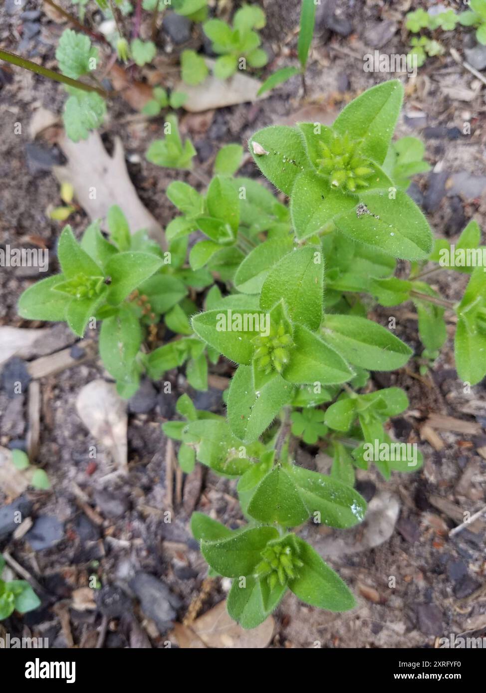 Sticky mouse-ear chickweed (Cerastium glomeratum) Plantae Stock Photo ...