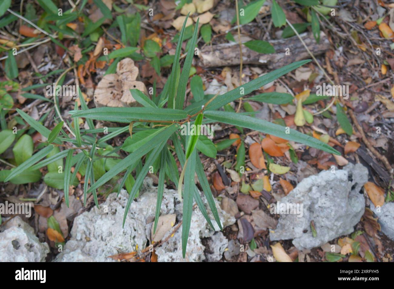 Jamaican caper (Quadrella cynophallophora) Plantae Stock Photo - Alamy