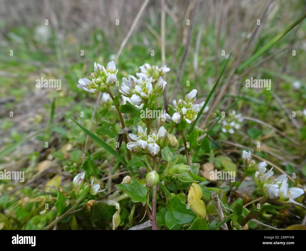 Danish Scurvy-grass (Cochlearia danica) Plantae Stock Photo - Alamy