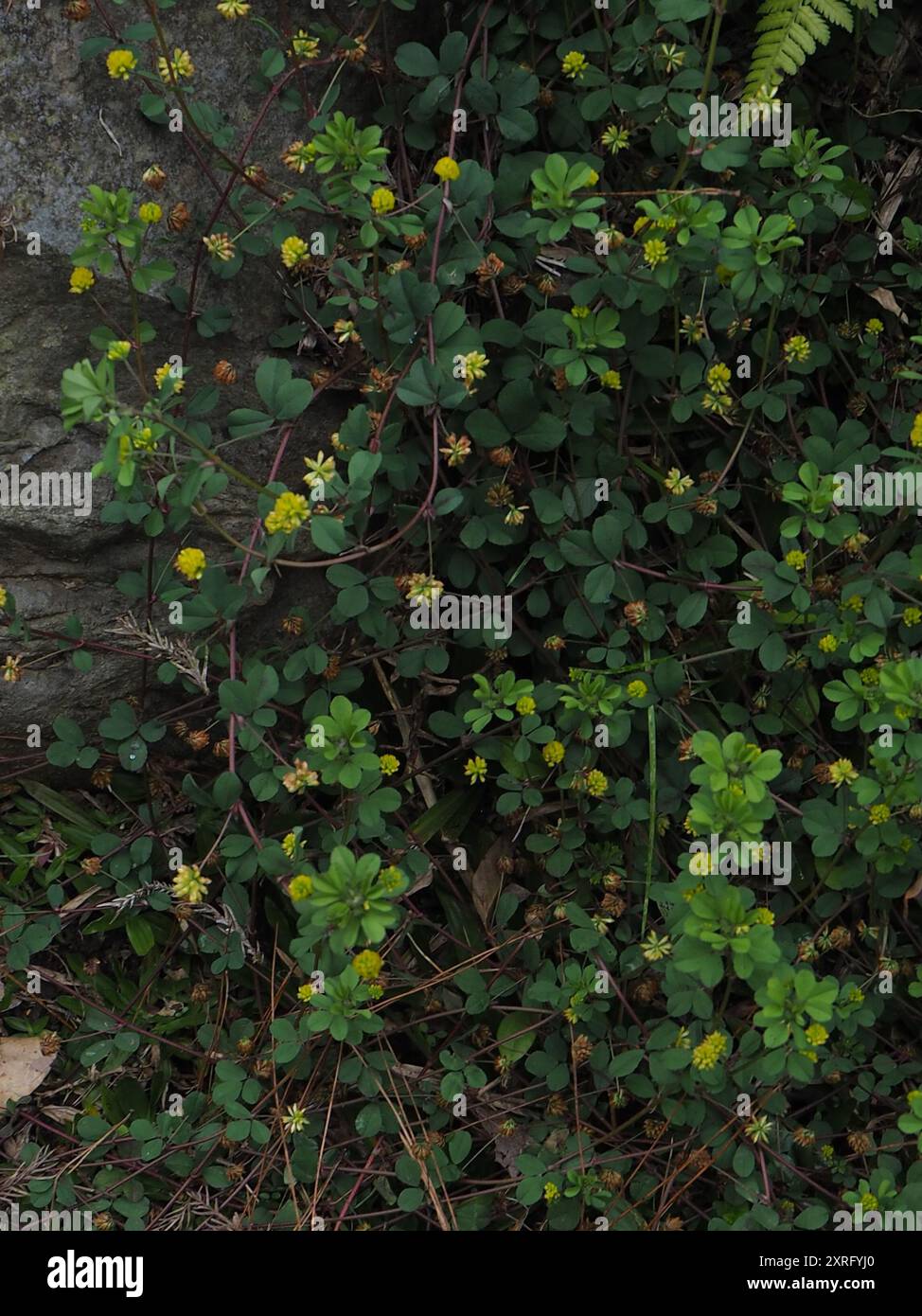 Lesser hop trefoil (Trifolium dubium) Plantae Stock Photo - Alamy