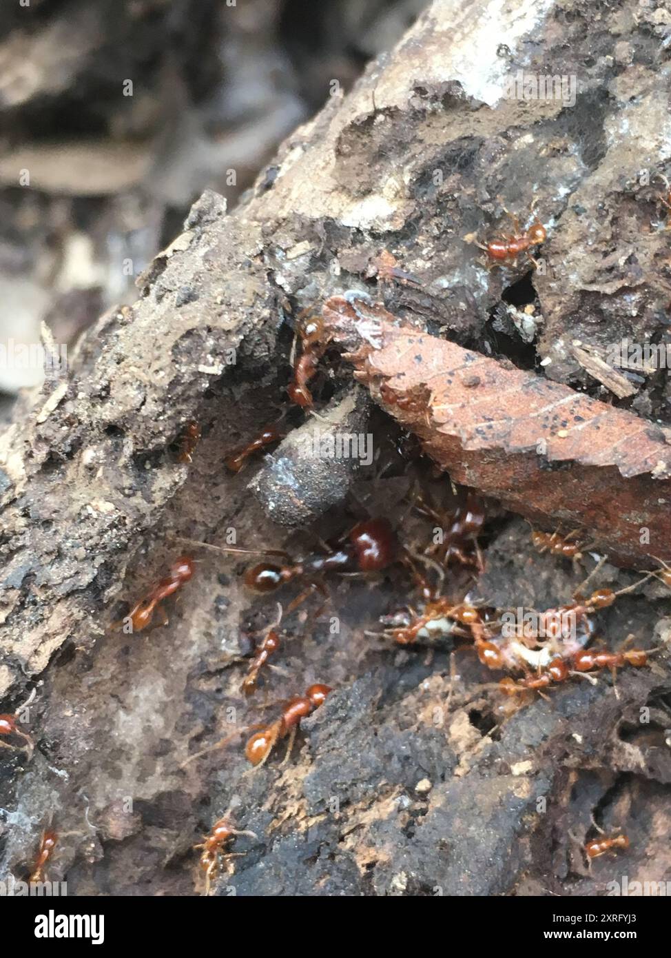 Labidus hi-res stock photography and images - Alamy