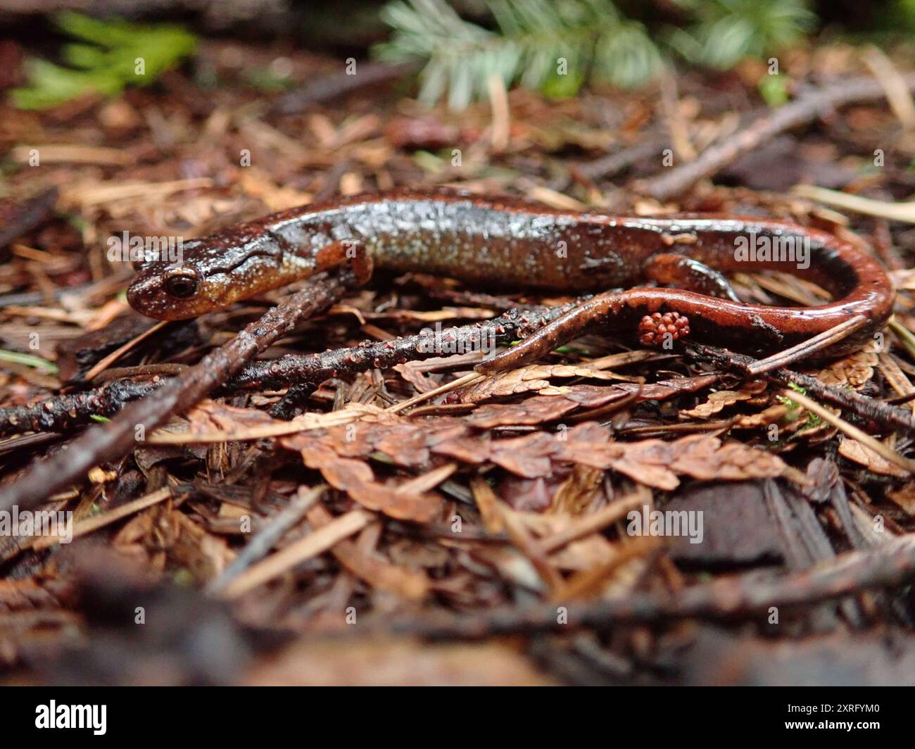 Western Red-backed Salamander (Plethodon vehiculum) Amphibia Stock ...