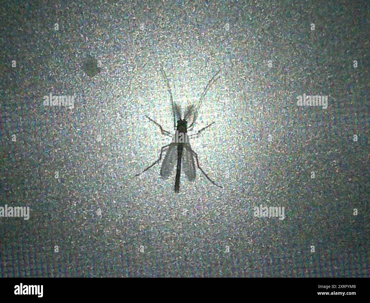 Non-biting Midges (Chironomidae) Insecta Stock Photo - Alamy
