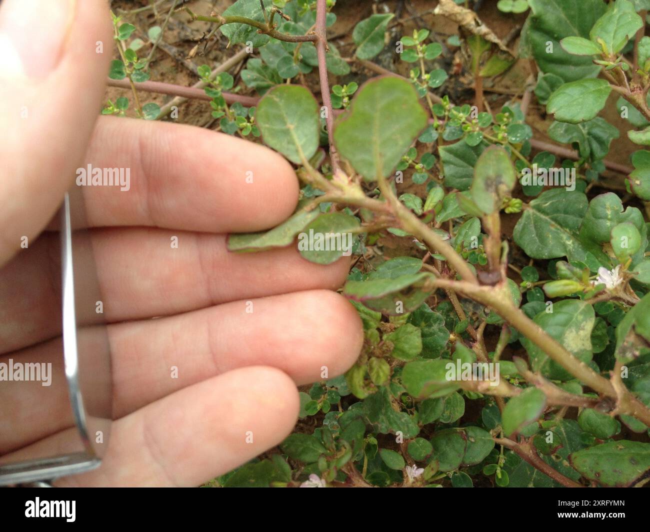 desert horse purslane (Trianthema portulacastrum) Plantae Stock Photo ...