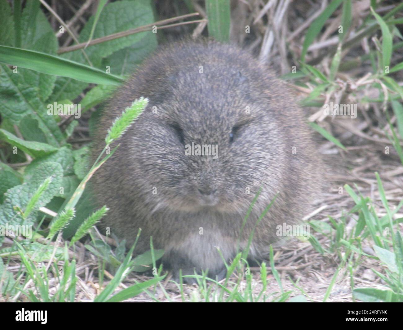 Brazilian guinea pig cavia aperea hi-res stock photography and images ...