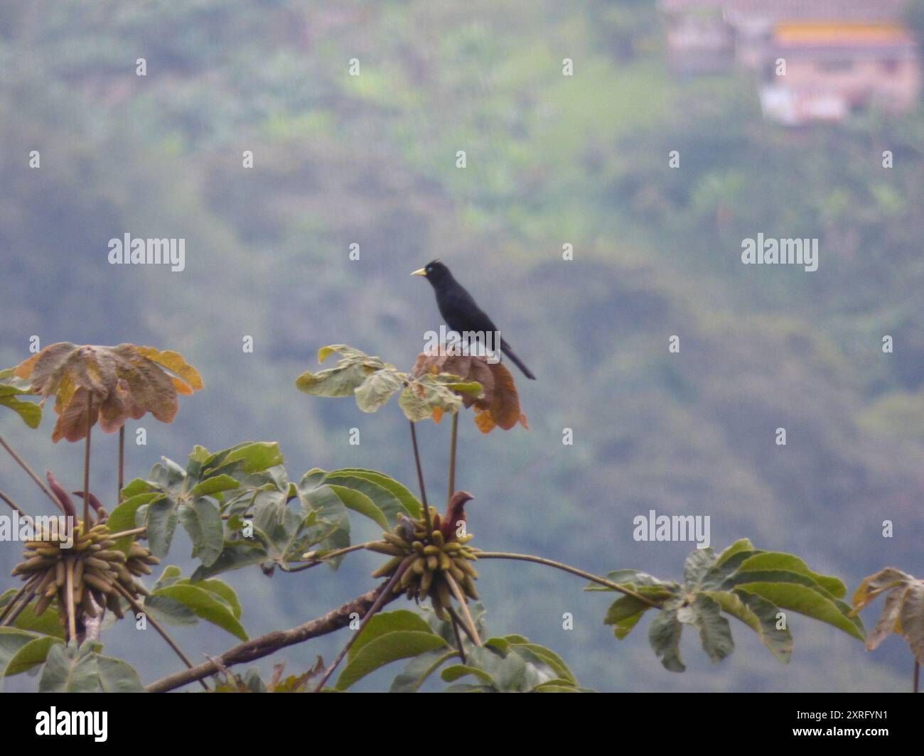 Scarlet cacique hi-res stock photography and images - Alamy