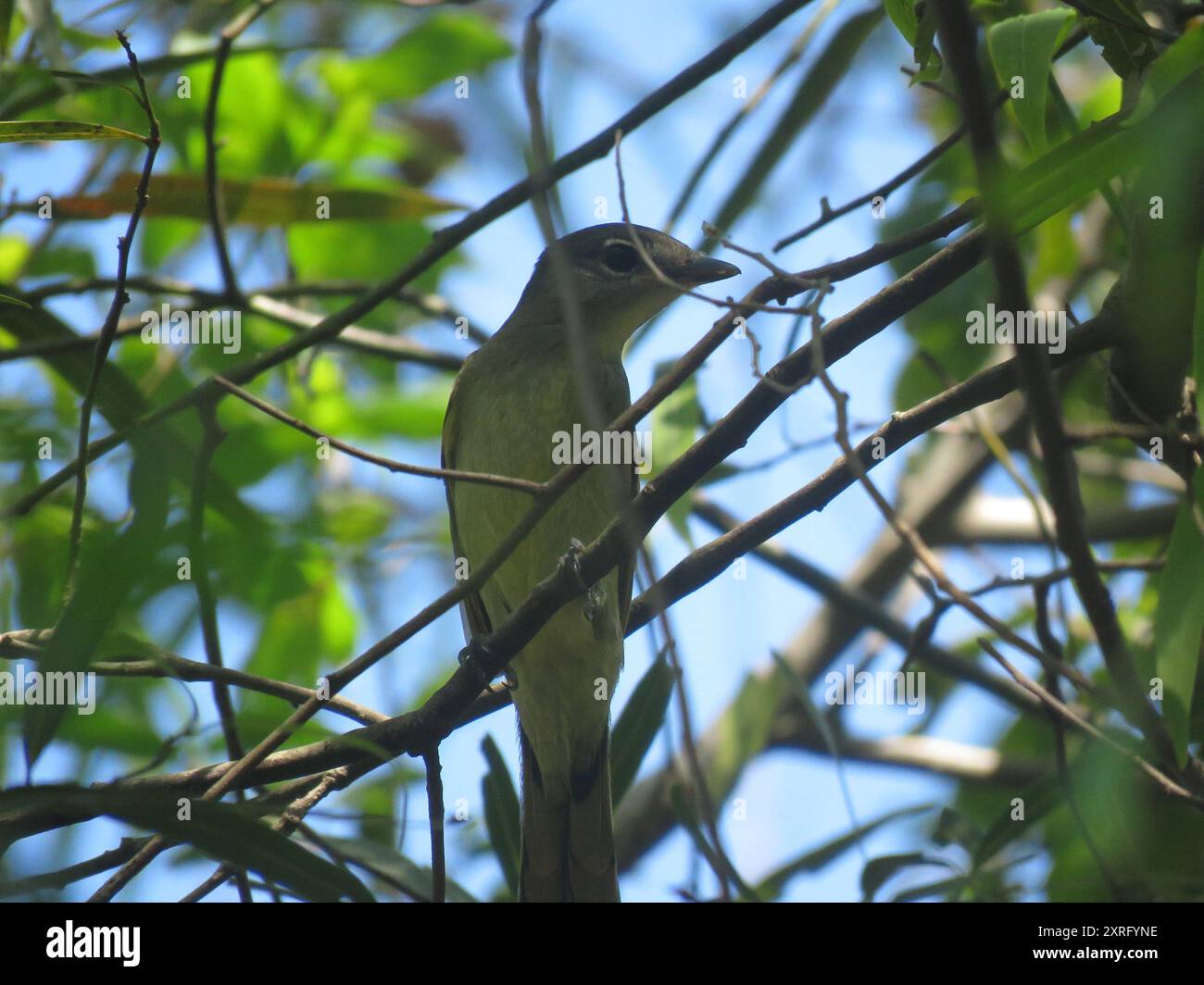 White-winged Becard (Pachyramphus polychopterus) Aves Stock Photo - Alamy