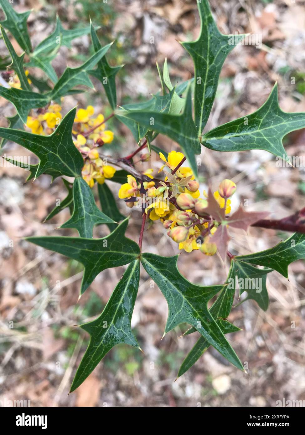 Agarita (Berberis trifoliolata) Plantae Stock Photo - Alamy