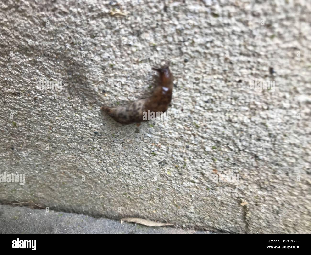 Smooth Land Slugs (Deroceras) Mollusca Stock Photo - Alamy