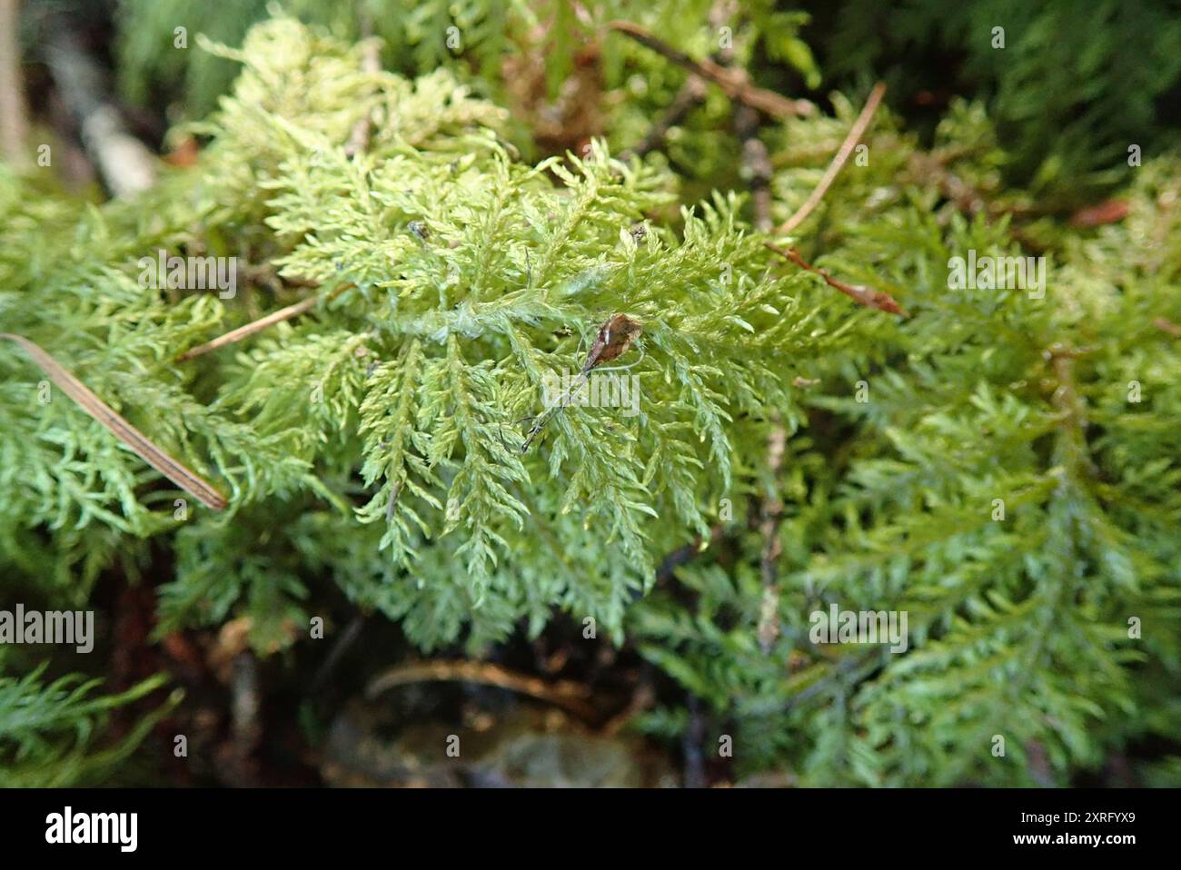 stairstep moss (Hylocomium splendens) Plantae Stock Photo - Alamy