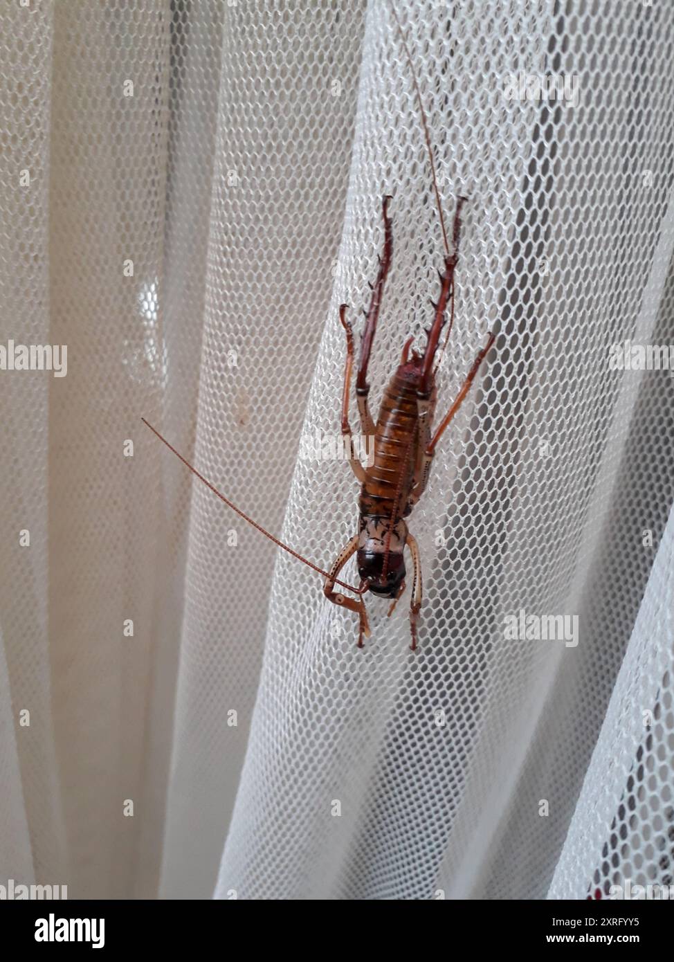 Auckland Tree Weta (Hemideina thoracica) Insecta Stock Photo - Alamy