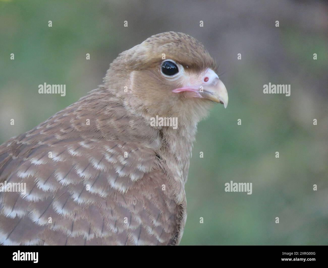 Chimango Caracara (Daptrius chimango) Aves Stock Photo - Alamy