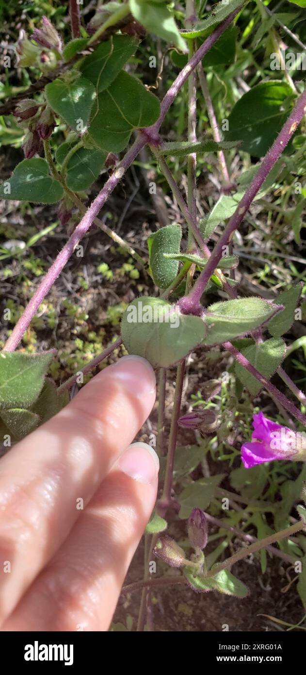 Wishbone Bush (Mirabilis laevis) Plantae Stock Photo - Alamy