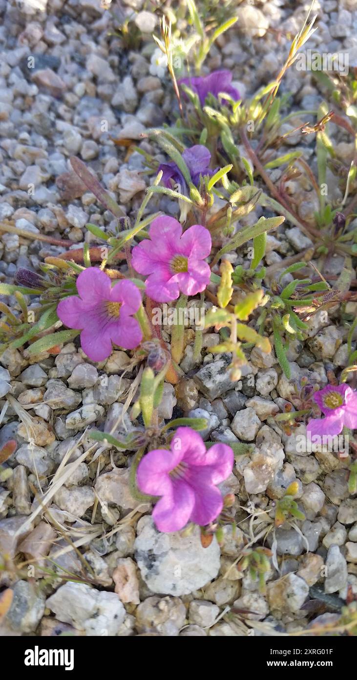 purple mat (Nama demissa) Plantae Stock Photo - Alamy